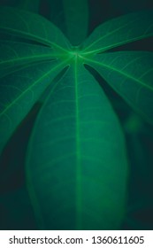 Creative Cassava Leaves Pattern Texture Close Stock Photo 1360611605 ...