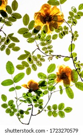 Creative Herbarium Layout Pressed Dried Flowers Stock Photo 1723270579 ...