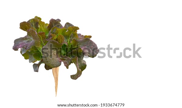 Creative Layout Made Lettuce Flat Lay Stock Photo 1933674779 | Shutterstock