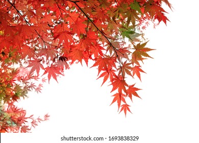 15,231 Japanese maple white background Images, Stock Photos & Vectors ...