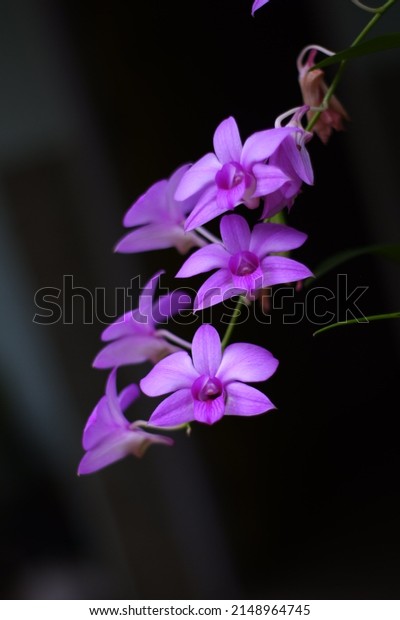 Creative Layout Made Violet Dendrobium Flower Stock Photo 2148964745 ...