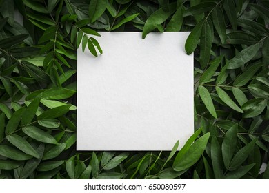 Creative Leaflets Free Copy Space Nature Stock Photo 650080597 ...
