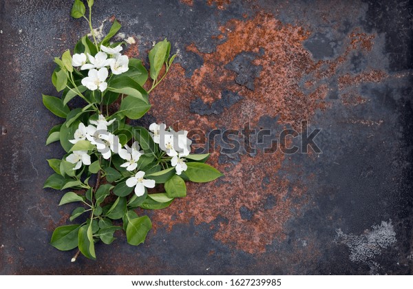 Creative Top View Apple Tree Blooming Stock Photo 1627239985 | Shutterstock