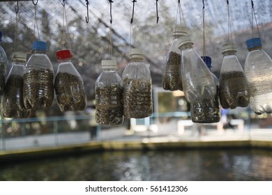 Creative Way Making Fish Bite Plastic Stock Photo 561412306 | Shutterstock