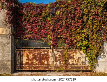 265 Creeper plant on metal structure Images, Stock Photos & Vectors ...