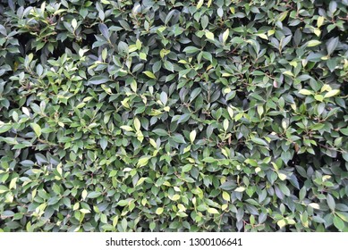 Creeper Tree Background Stock Photo 1300106641 | Shutterstock