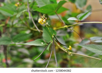 Creeper Vigna Angularis Pod Growing Stock Photo 1258044382 | Shutterstock