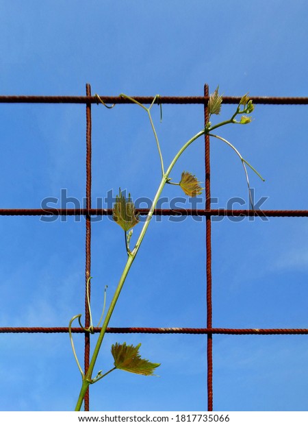 Creeper Wire Mesh Grows Upwards Blue Stock Photo 1817735066 | Shutterstock