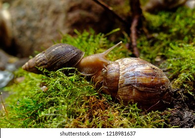 Creeping Snails Moss Patch While Crawling Stock Photo 1218981637 ...