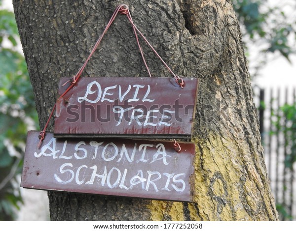Creepy Devil Tree Board Stock Photo 1777252058 | Shutterstock