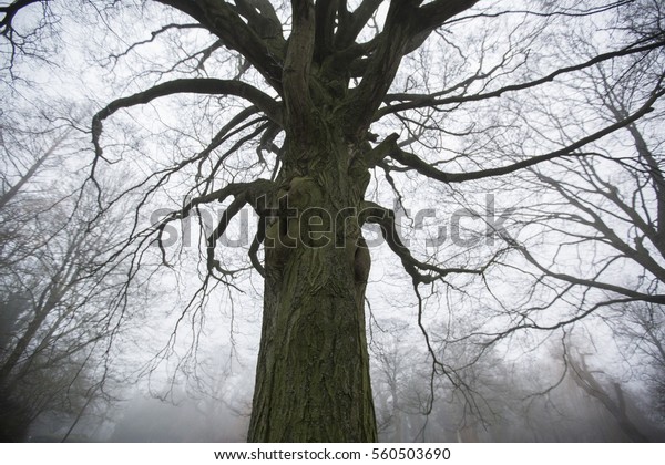 Creepy Tree Face Side Stock Photo 560503690 | Shutterstock