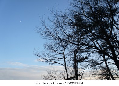 Crescent Moon Fallen Leaf Tree Stock Photo 1390083584 | Shutterstock