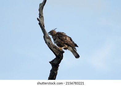 5,160 Dead eagle Images, Stock Photos & Vectors | Shutterstock