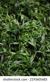 Crested Java Fern Microsorum Pteropus Windelov Stock Photo 2193605683 ...