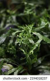 Crested Java Fern Microsorum Pteropus Windelov Stock Photo 2194018237 ...