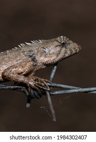 2,172 Thai barb Images, Stock Photos & Vectors | Shutterstock