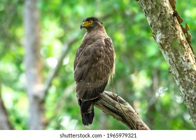 Crested Serpent Eagle Kabini Forest Stock Photo 1965979321 | Shutterstock