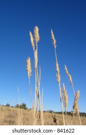 60 Crested wheatgrass Images, Stock Photos & Vectors | Shutterstock
