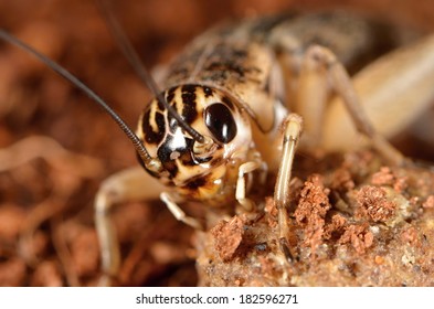 216 Gryllus assimilis Images, Stock Photos & Vectors | Shutterstock