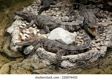 6,451 Crocodile Stone Images, Stock Photos & Vectors | Shutterstock