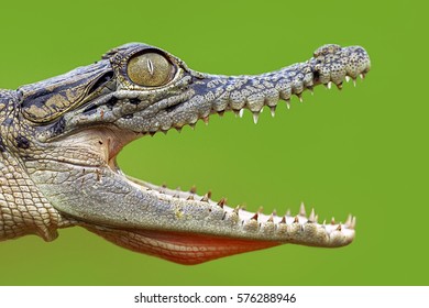 Crocodile Head Stock Photo 576288946 | Shutterstock
