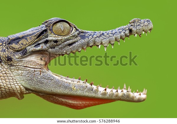 Crocodile Head Stock Photo (Edit Now) 576288946