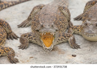 Crocodile Ready Attack Stock Photo 372931738 | Shutterstock