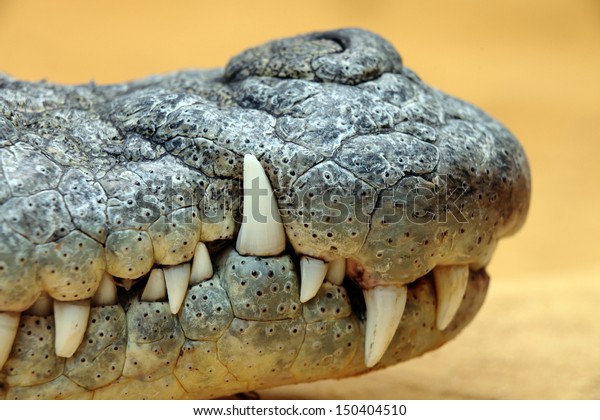 Crocodile Teeth Stock Photo 150404510 | Shutterstock