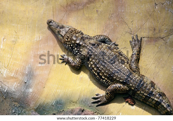 Zdjęcie stockowe „Crocodile View Above” (77418229) | Shutterstock