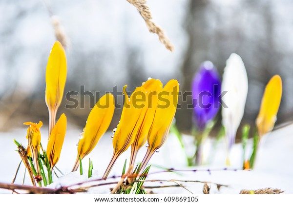 Crocus First Spring Flower Stock Photo (Edit Now) 609869105