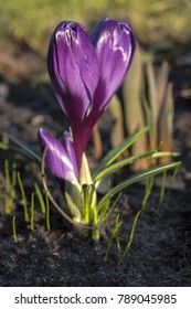 Purple Snow Crocus Closeup Stock Photo 1064818949 | Shutterstock