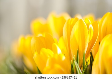 Crocus Yellow Stock Photo 259657481 | Shutterstock