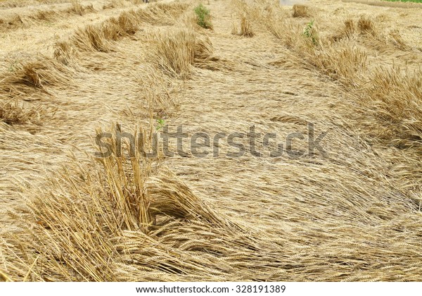 Crop Disaster Stock Photo 328191389 | Shutterstock