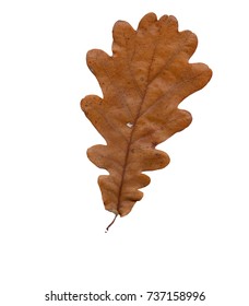Single Autumn Oak Leaf Isolated On Stock Photo 1359570557 | Shutterstock