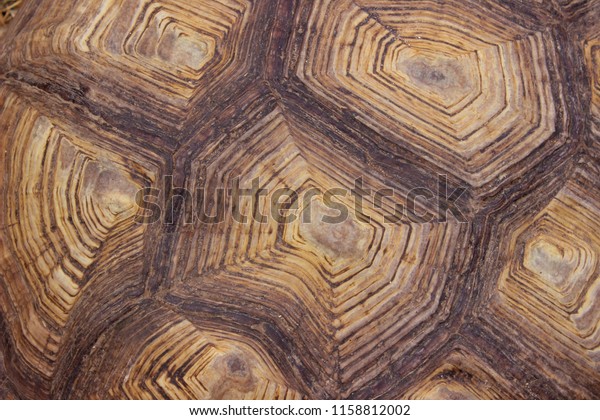 Cropped Shot Turtles Shell Pattern Nature Stock Photo 1158812002 ...