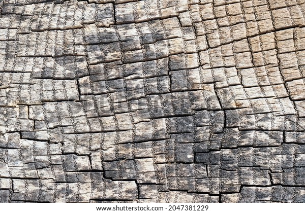Cross Section Ash Tree Gray Elm Stock Photo 2047381229 | Shutterstock