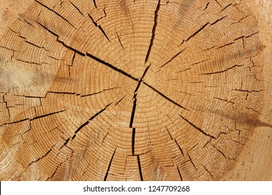 Cross Section Ash Tree Trunk Showing Stock Photo 1247709268 | Shutterstock