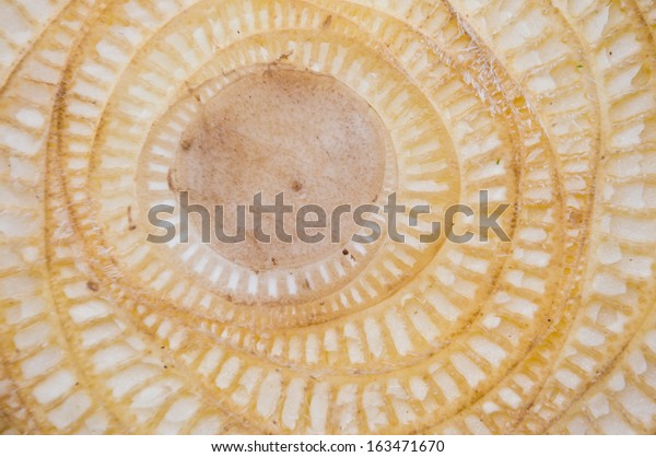 Cross Section Banana Tree Texture Background Stock Photo 163471670 ...