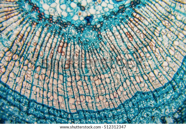 688 Wood Cellular Structure Images, Stock Photos & Vectors | Shutterstock