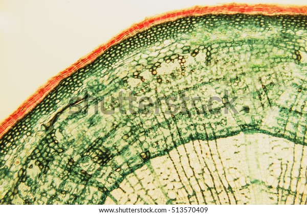 Cross Section Cellular Components Wood Cambium Stock Photo (Edit Now ...