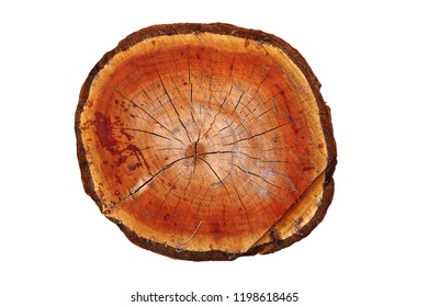 9,125 Oak tree cross section Images, Stock Photos & Vectors | Shutterstock