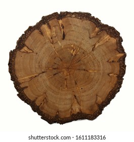 Cross Section Cherry Trees Stock Photo 1611183316 | Shutterstock