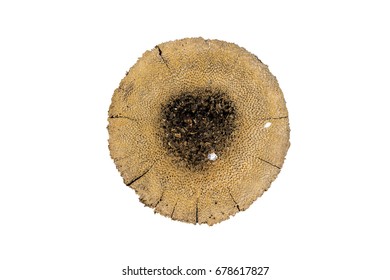 668 Coconut tree stump Images, Stock Photos & Vectors | Shutterstock