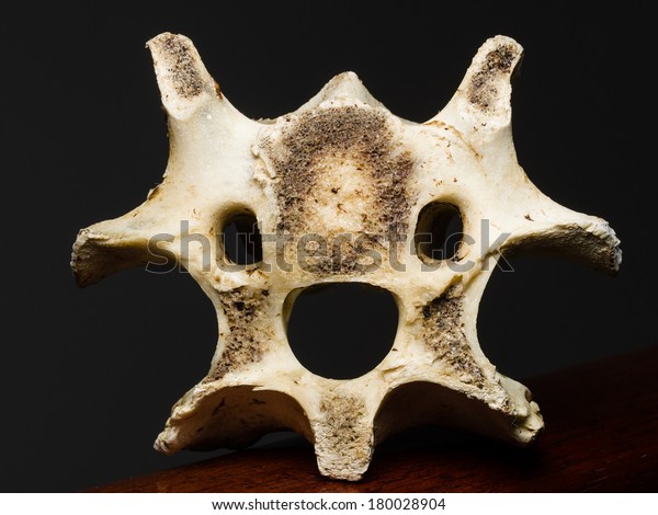 Cross Section Cows Backbone Like Big Stock Photo 180028904 | Shutterstock