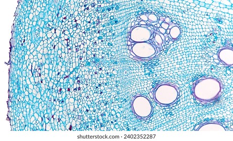 Cortex Sections Images – HD & 4K Photos Free to Download | PikWizard