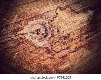 Cross Section Cut Conifer Tree Trunk Stock Photo 97341203 | Shutterstock
