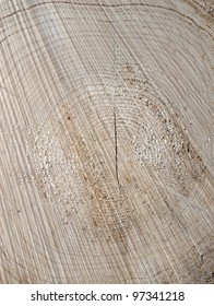 Cross Section Cut Conifer Tree Trunk Stock Photo 97341218 | Shutterstock