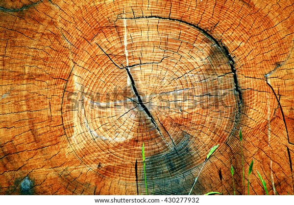 Cross Section Cut Down Sawn Tree Stock Photo 430277932 | Shutterstock
