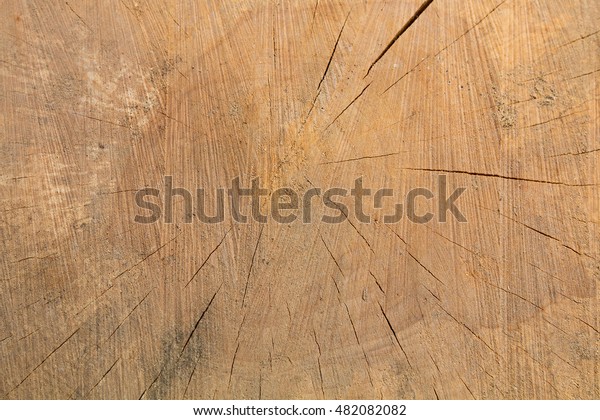 Cross Section Cut Old Tree Rustic Stock Photo 482082082 | Shutterstock