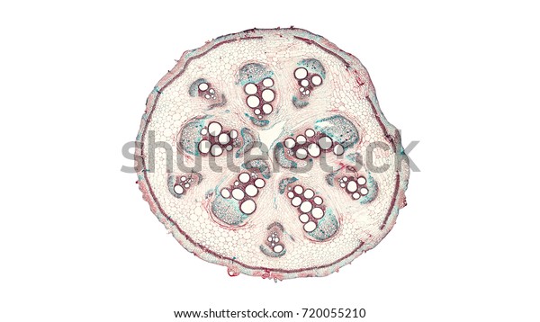 Cross Section Cut Pumpkin Stem Under Stock Photo 720055210 | Shutterstock